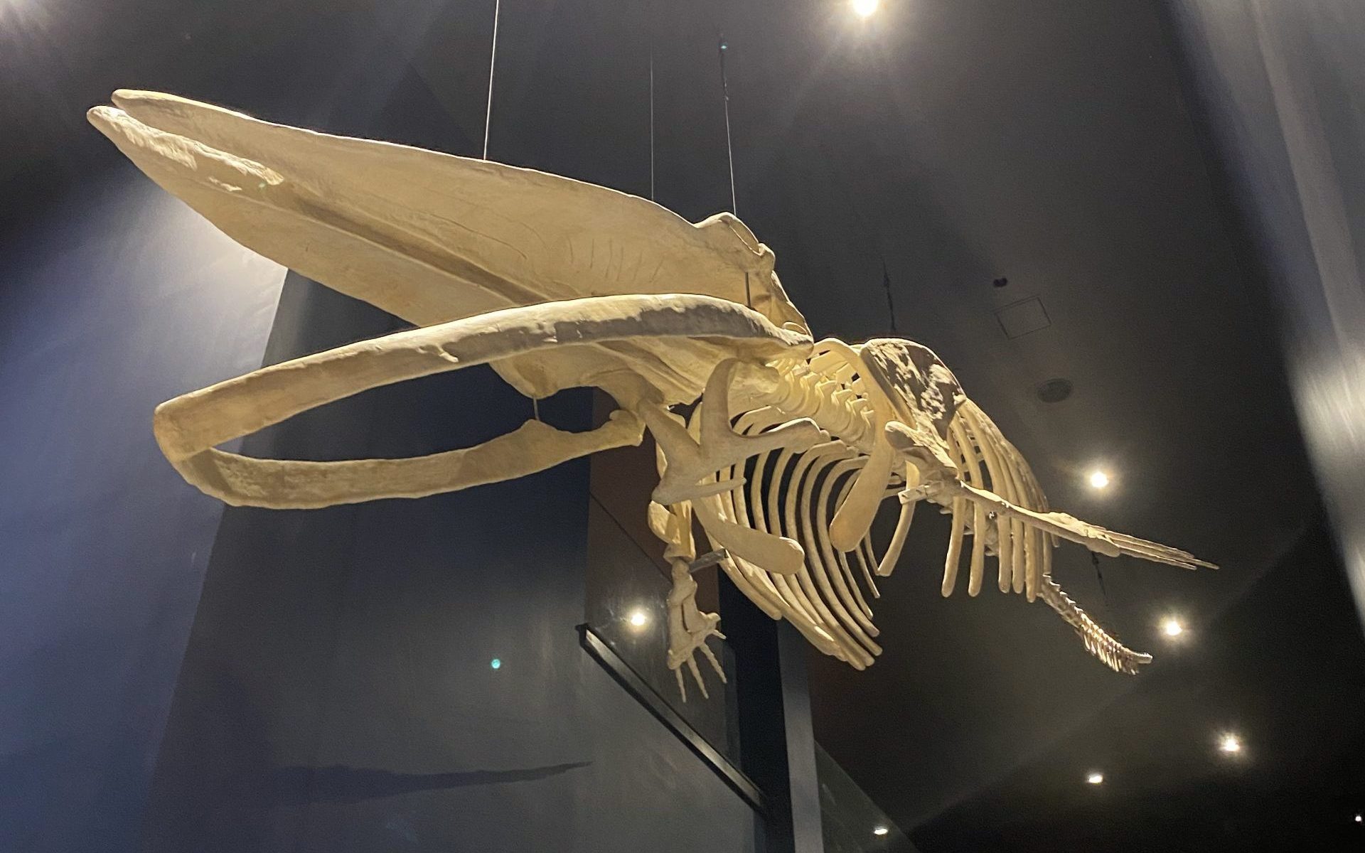 Suspended in Time: Installing a Giant Humpback Whale Skeleton - The ...